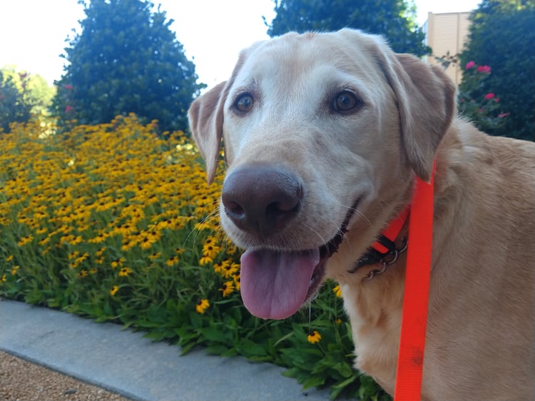 DOGTV for Veterinarian Clinics | Relaxing Shows for Dogs