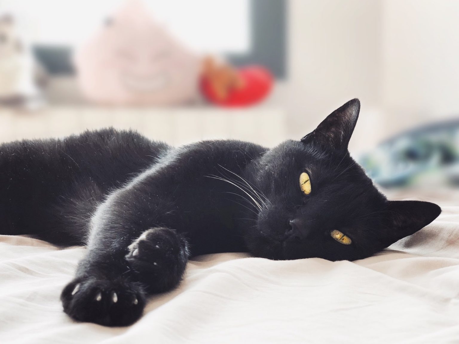 5 Average Cats That Forever Changed the Course of History — DOGTV | TV ...