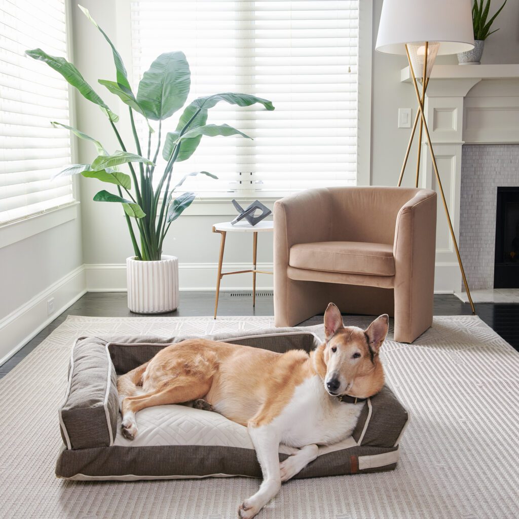 5 Dog Sleeping Positions, What They Mean, and The Best Bed for Each One ...